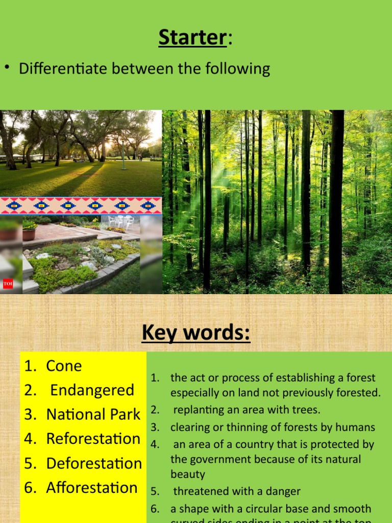 Grade4 Forests | PDF