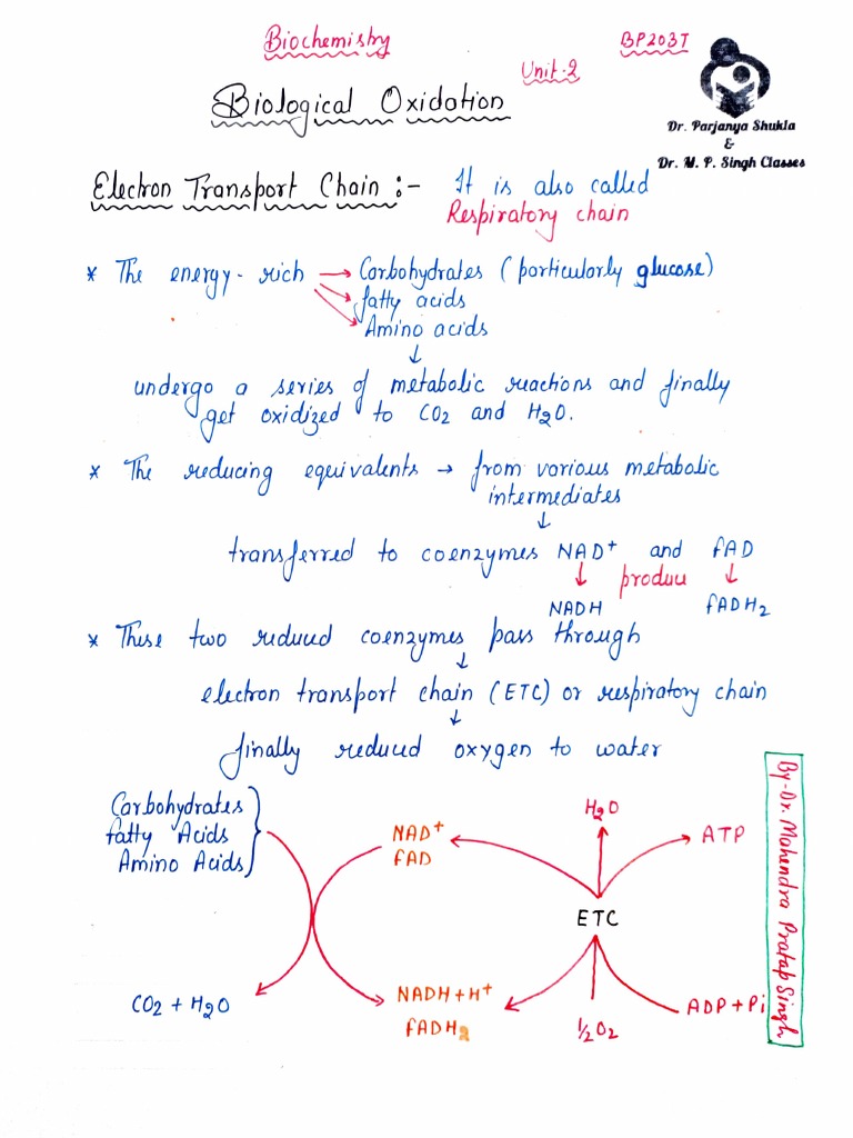 Electron Transport Chain Introduction | PDF | Adenosine Triphosphate ...
