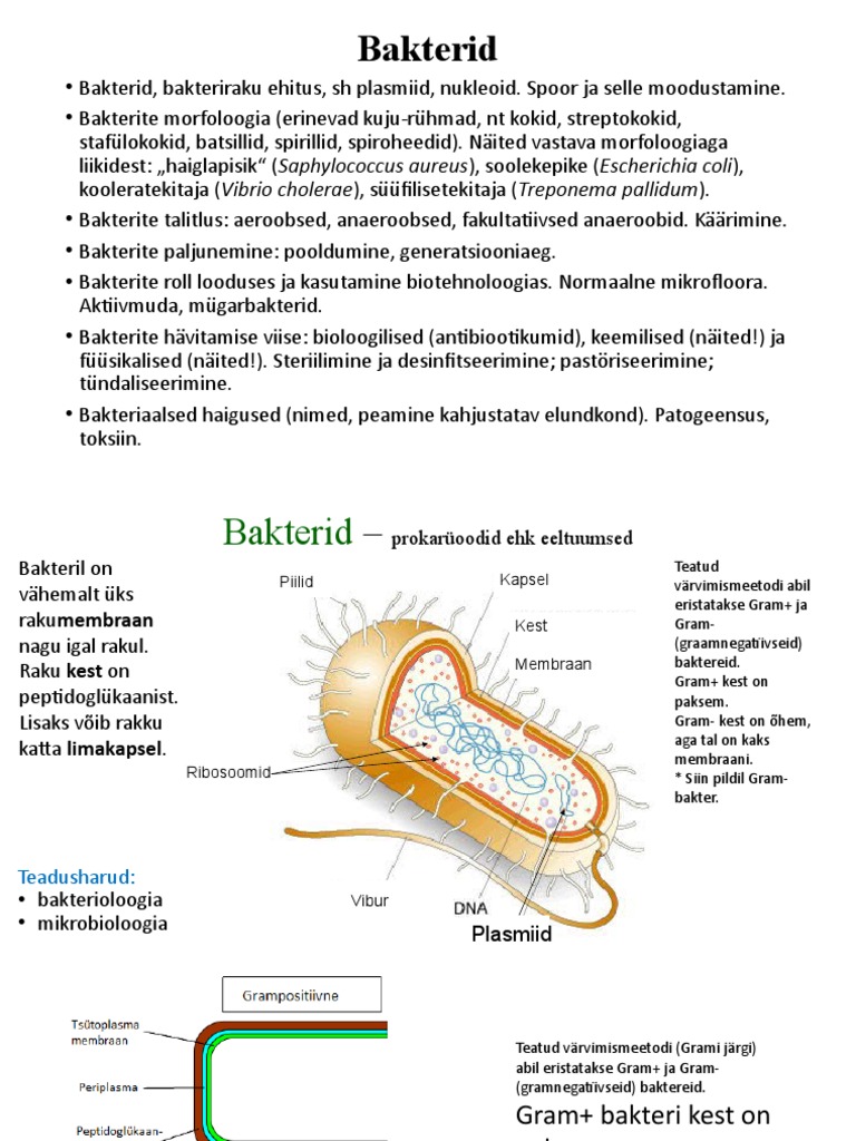 Bakterid Koond E-Õpe | PDF