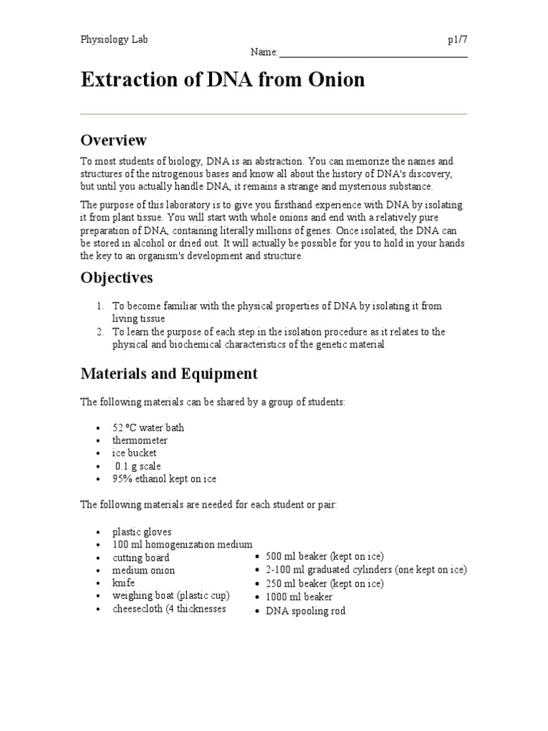 Onion Lab | PDF | Gel Electrophoresis | Agarose Gel Electrophoresis