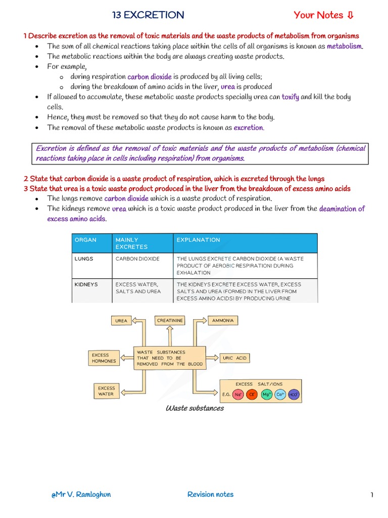 Excretion | PDF | Kidney | Medical Specialties