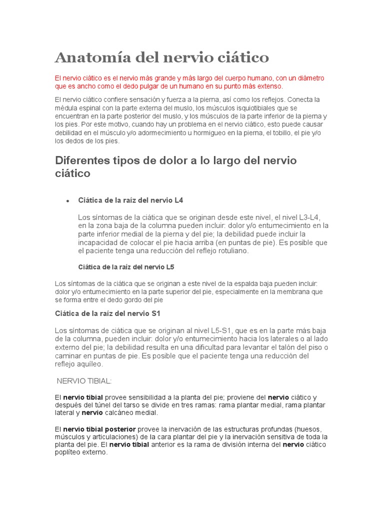 Anatomía y función del nervio ciático | PDF | Nervio | Pie