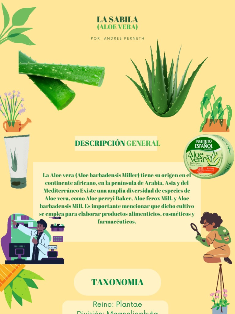 Taxonomia de La Sabila (Aloe Vera) | PDF