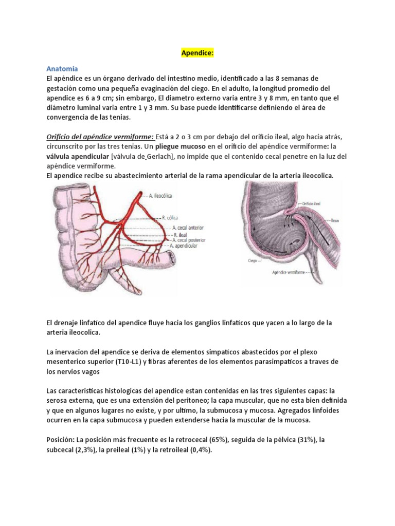 Anatomía y Apendicitis del Apéndice | PDF | Especialidades Medicas ...
