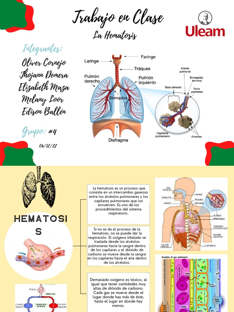 La Hematosis | PDF | Pulmón | Sistema respiratorio