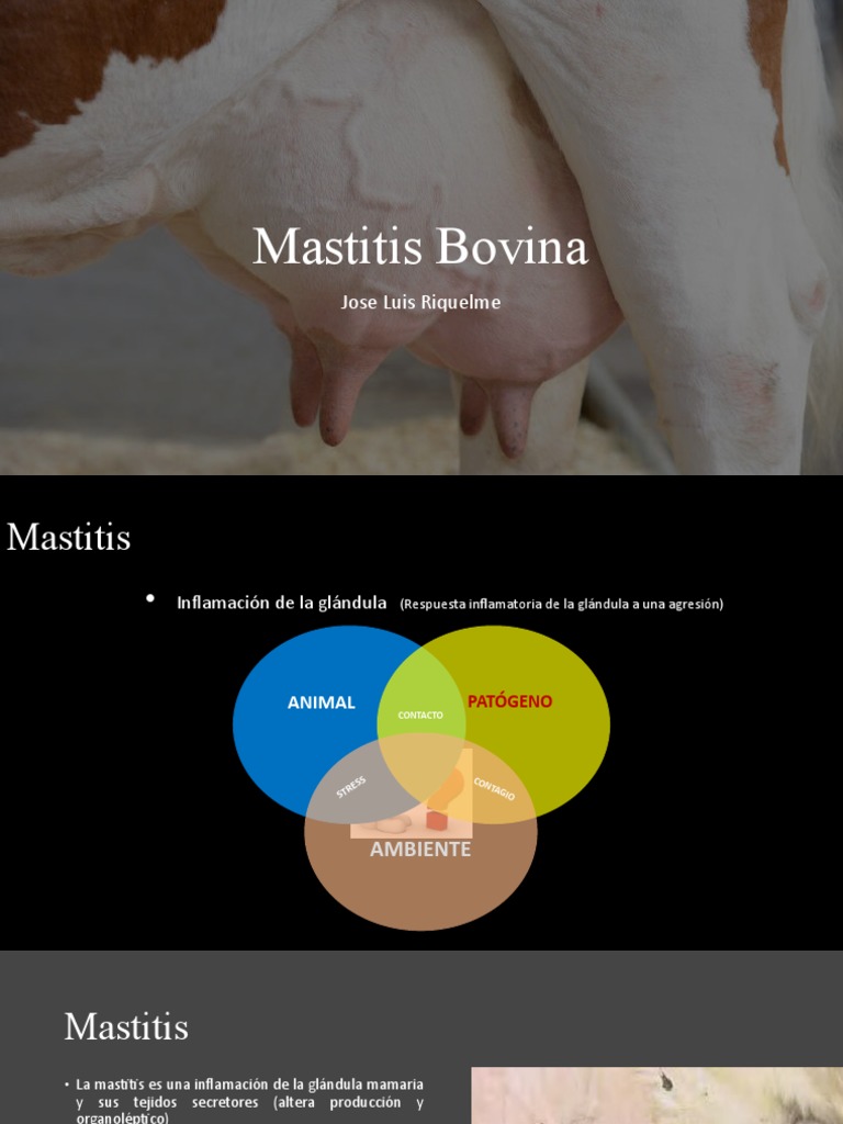 Mastitis Bovina | PDF | Leche | Inflamación