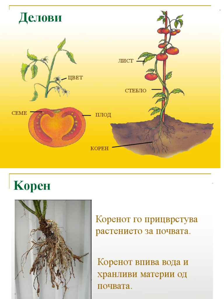 Osnovno 1 Prir - Nauki Delovi Na Rastenieto | PDF