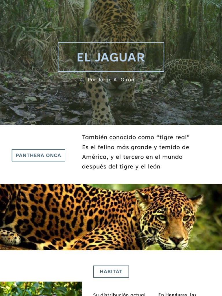 Presentacion Animal Peligro Exincion El Jaguar | PDF