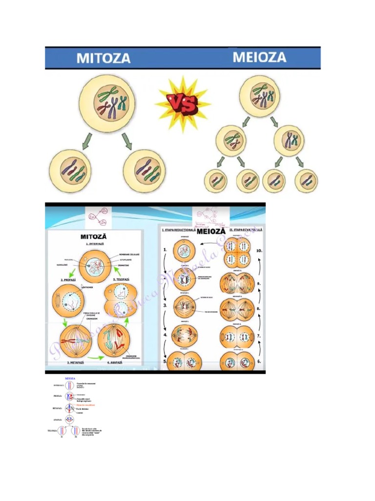 Mitoza Şi Meioza | PDF