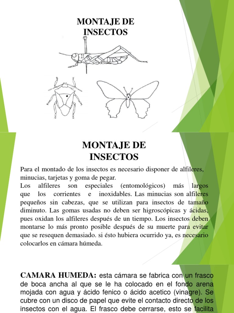 Presentación MONTAJE D INSECTOS | PDF | Insectos | Términos anatómicos de ubicación