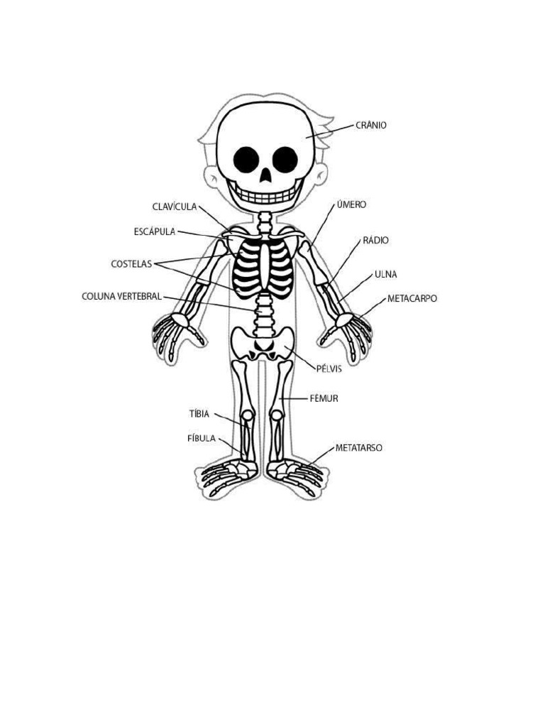 Dibujo Del Sistema Oseo Pdf