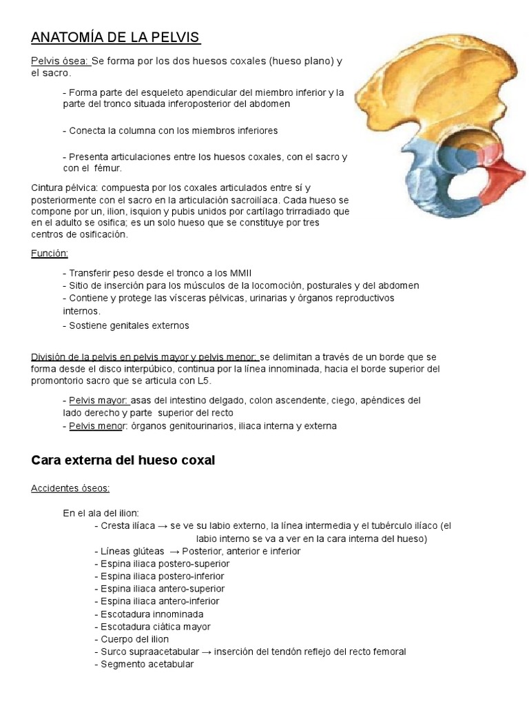 Miembro Inferior | PDF | Pelvis | Rodilla