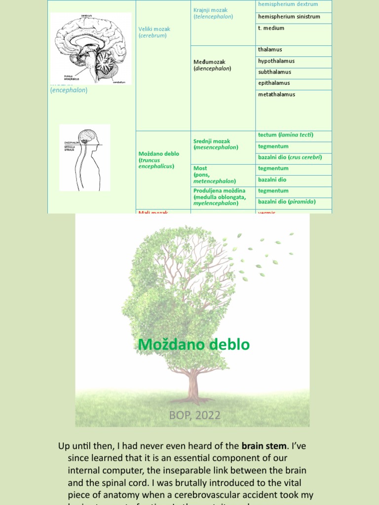 Moždano Deblo - 2022 | PDF | Brainstem | Brain