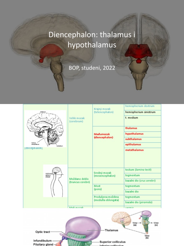 Diencephalon 2022 | PDF