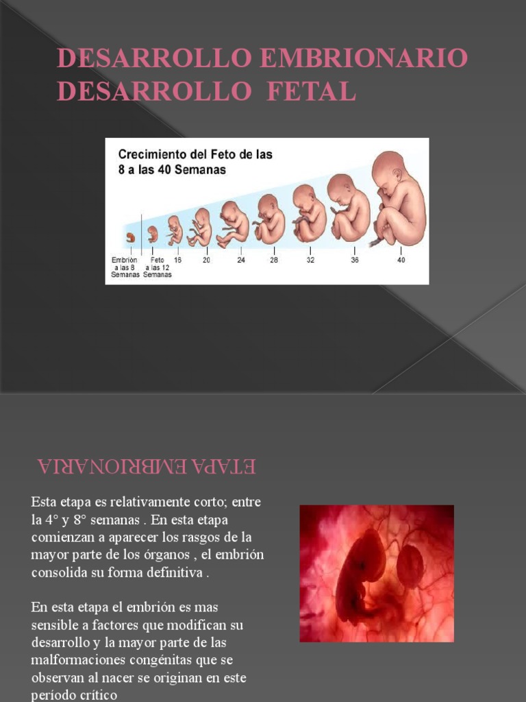 Etapa Embrionaria y Fetal Sexto | PDF | El embarazo | Feto