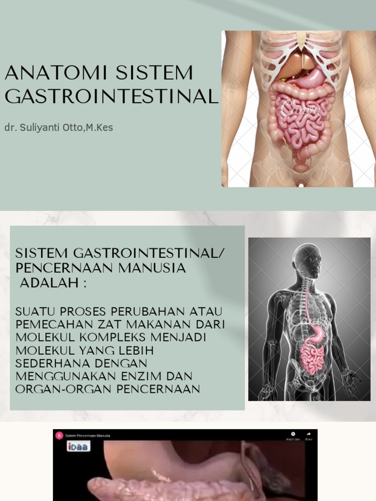 Anatomi Sistem Gastrointestinal | PDF
