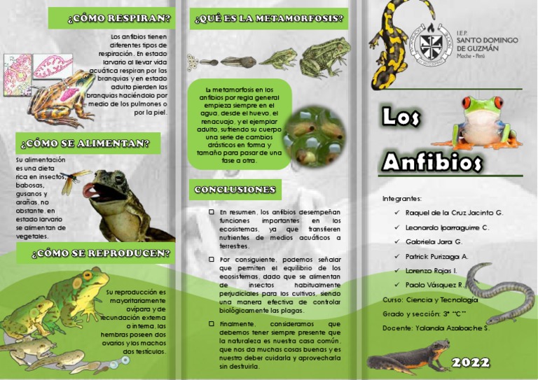 Triptico Anfibios | PDF | Anfibio | Insectos