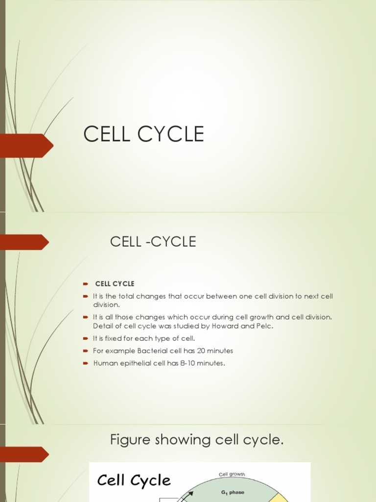 Cell Cycle | PDF | Meiosis | Mitosis