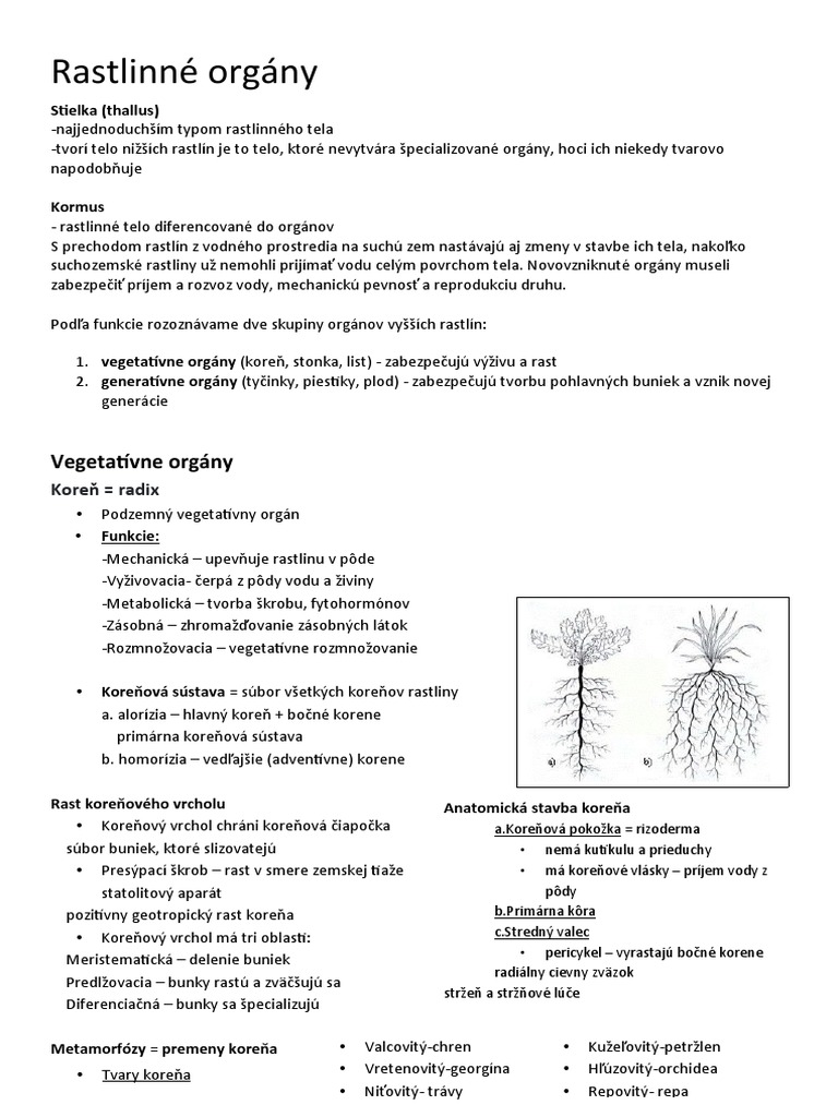 Rastlinné Orgány | PDF
