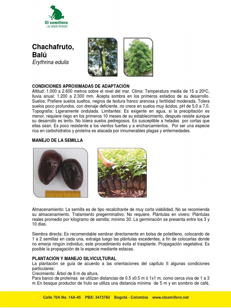 Chachafruto - Balú | Descargar gratis PDF | Botánica | Horticultura