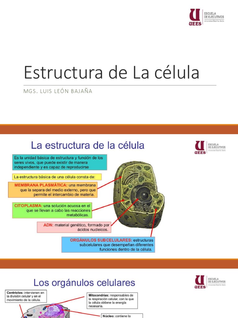 ESTRUCTURA DE LA CELULA | PDF