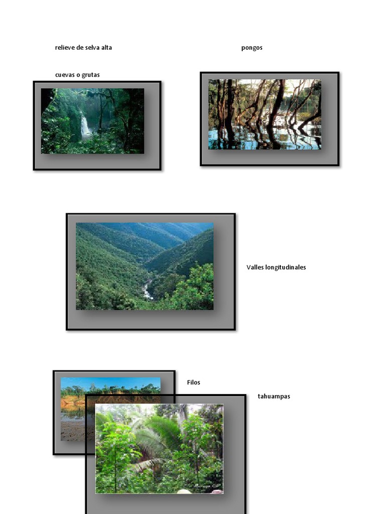 Selva alta relieve pongos cuevas valles filos tahuampas restingas | PDF