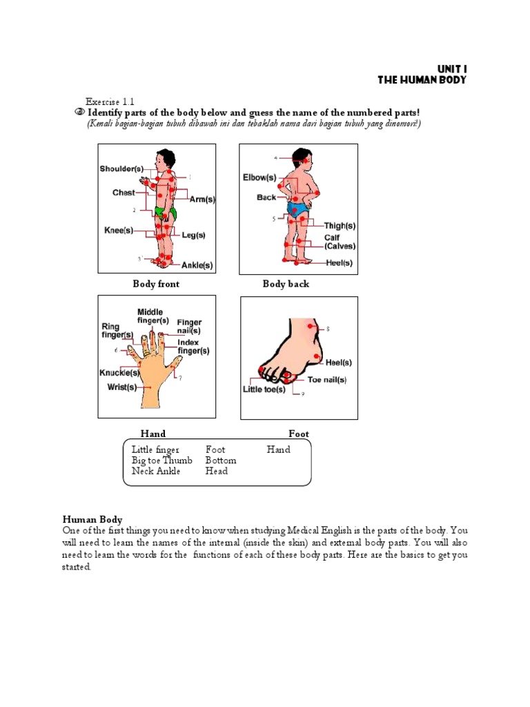 The Human Body | PDF | Arm | Thorax