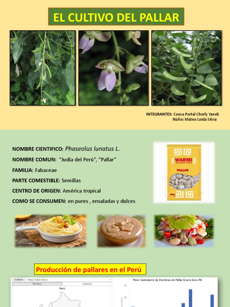 Cultivo de Pallar | PDF | Riego | Siembra