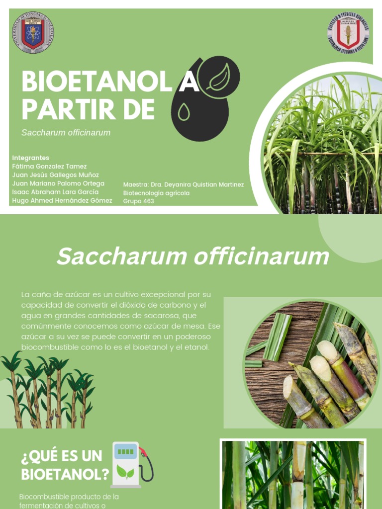 Producción de bioetanol a partir de Saccharum officinarum mediante ...