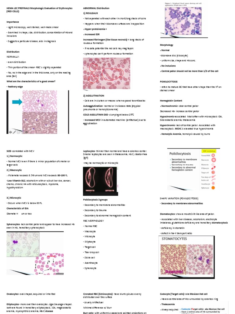 Hema Lec Prefinals Exam | PDF | White Blood Cell | Lymphocyte