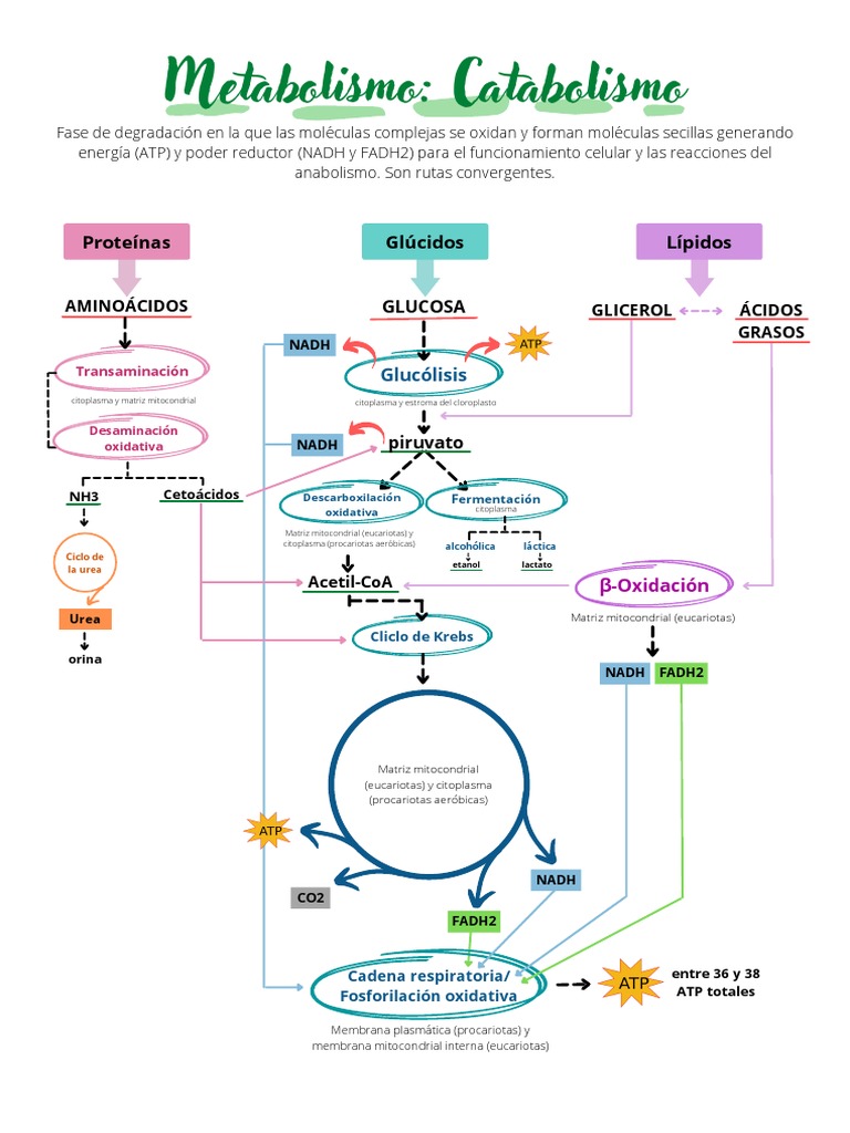 Procesos catabólicos de degradación de proteínas, glúcidos y lípidos ...