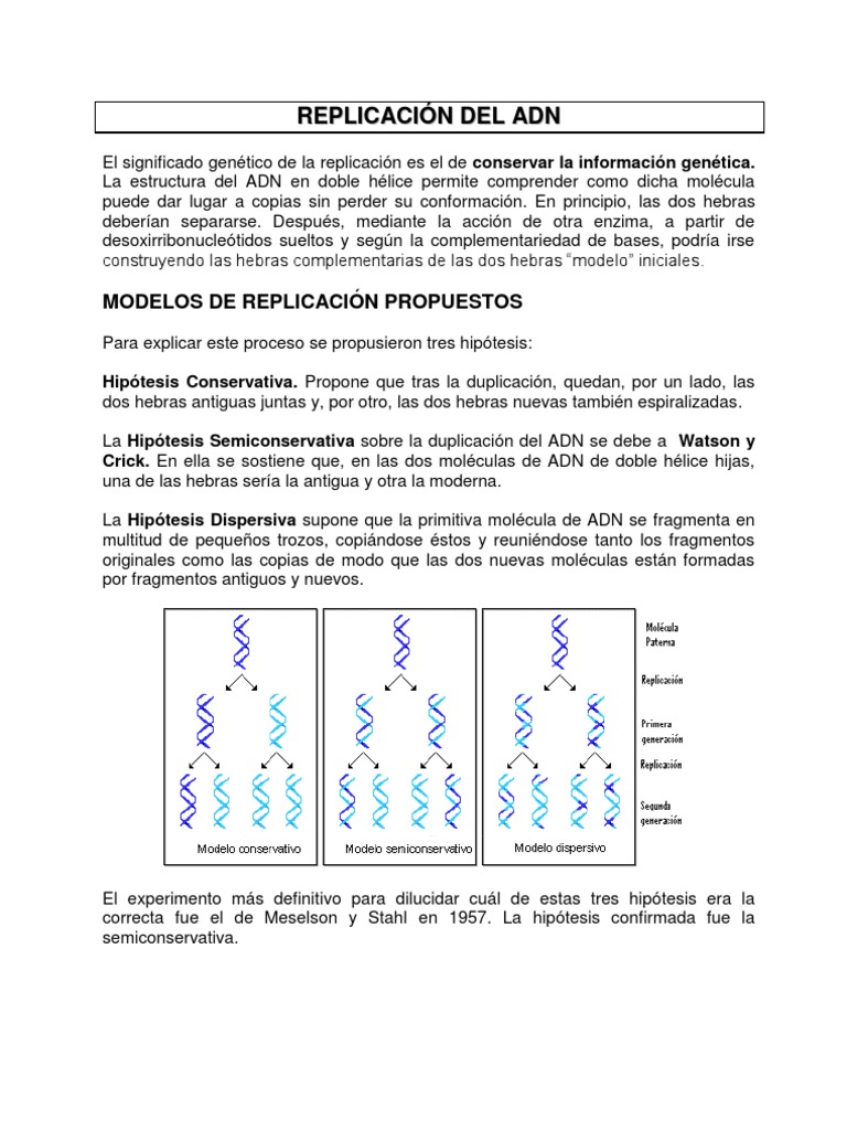 Replicación Del ADN | PDF