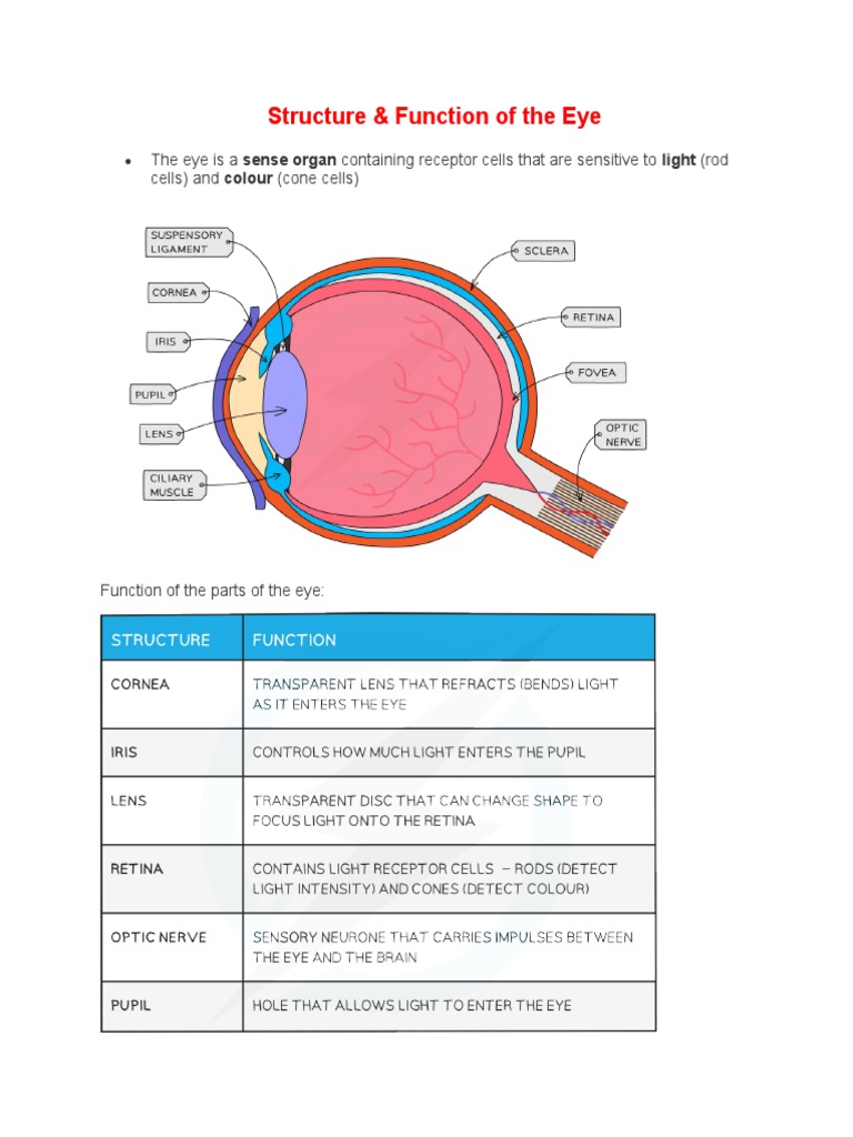 The EYE Notes | PDF | Eye | Retina
