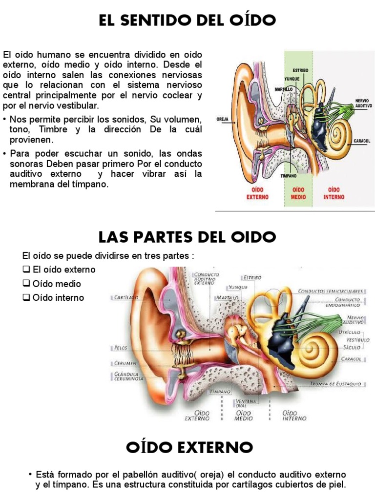 El Sentido Del Oido | PDF