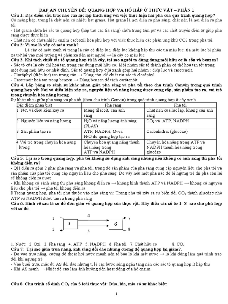 QUANG HOP VÀ HÔ HẤP Ở TV PHẦN 1 | PDF