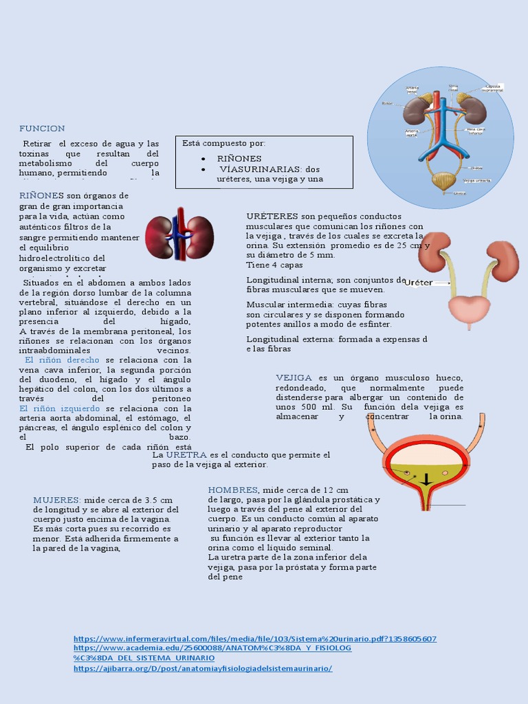 Aparato Urinario | PDF | Sistema urinario | Vejiga urinaria