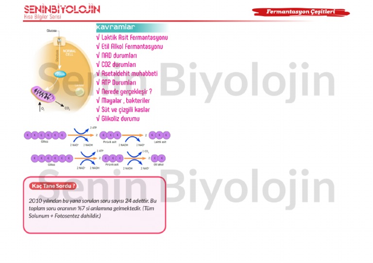 Etil Alkol Ve Laktik Asit Fermantasyonu | PDF