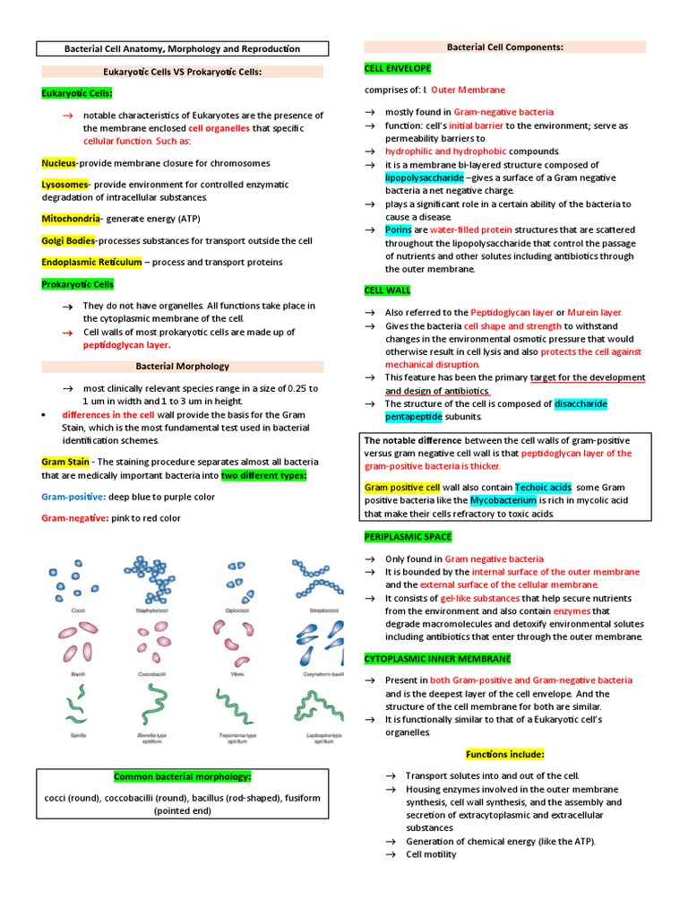 Bacterial Cell Anatomy | PDF | Bacteria | Cell (Biology)