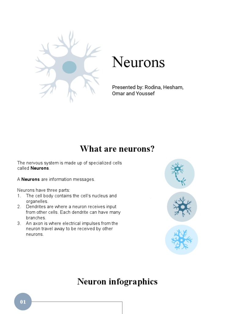 Neuron Infographics by Slidesgo | PDF | Neuron | Pyramidal Cell
