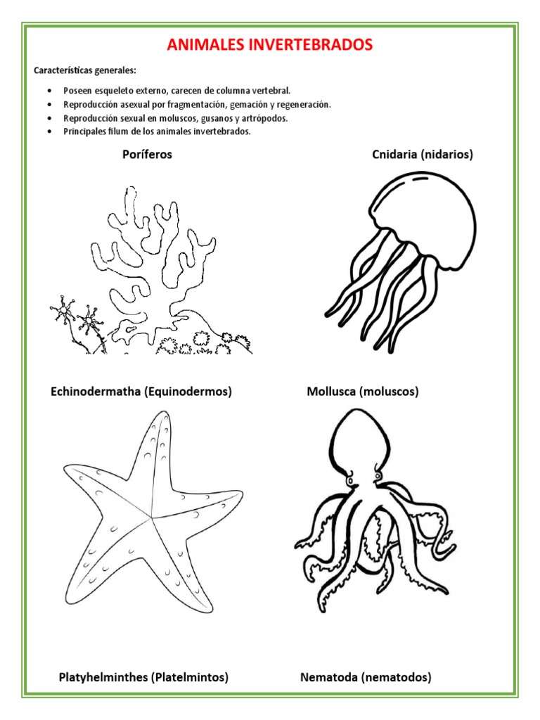 Animales Invertebrados | PDF