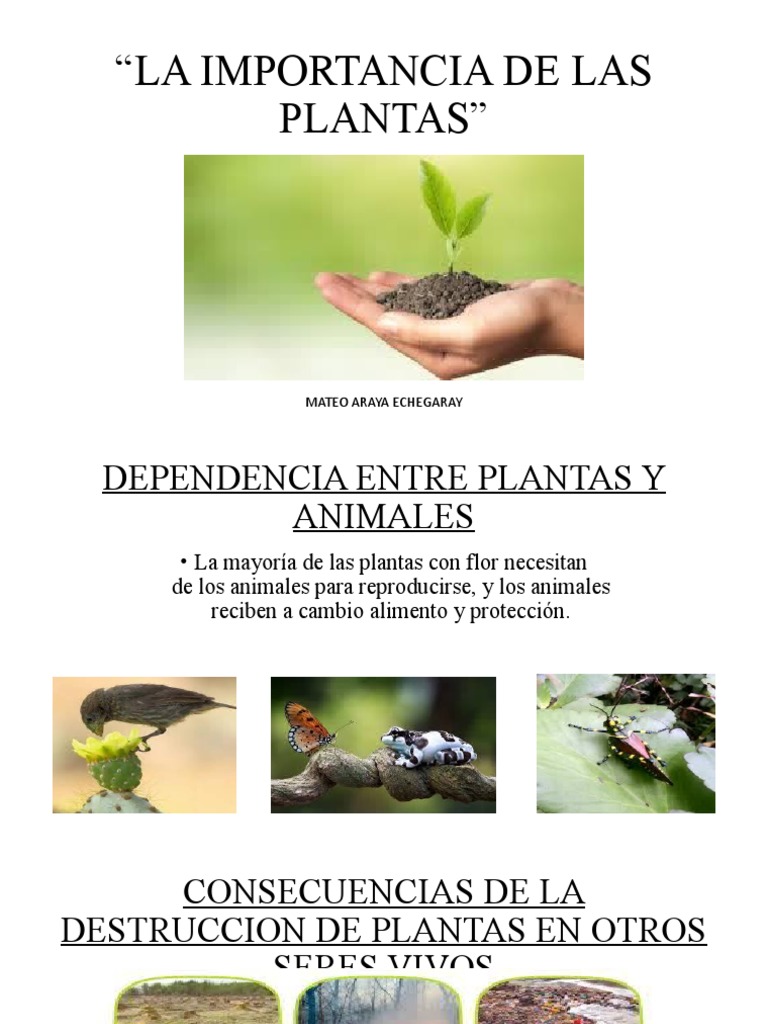 La Importancia de Las Plantas | PDF