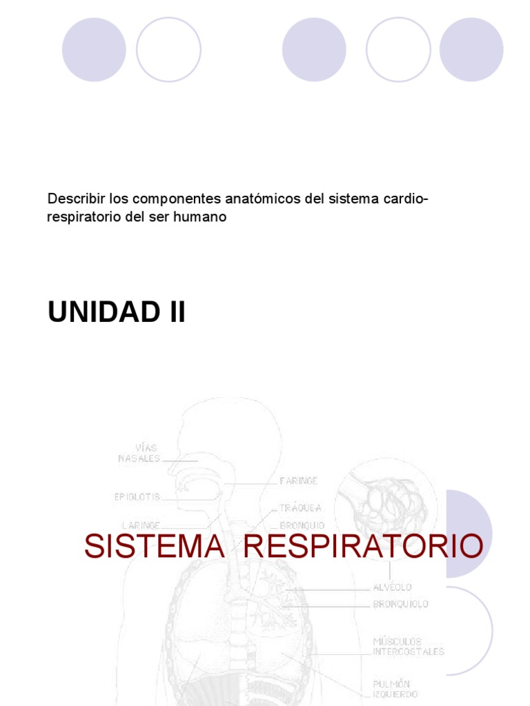 Sistema Respiratorio ULA | PDF | Nariz humana | Laringe