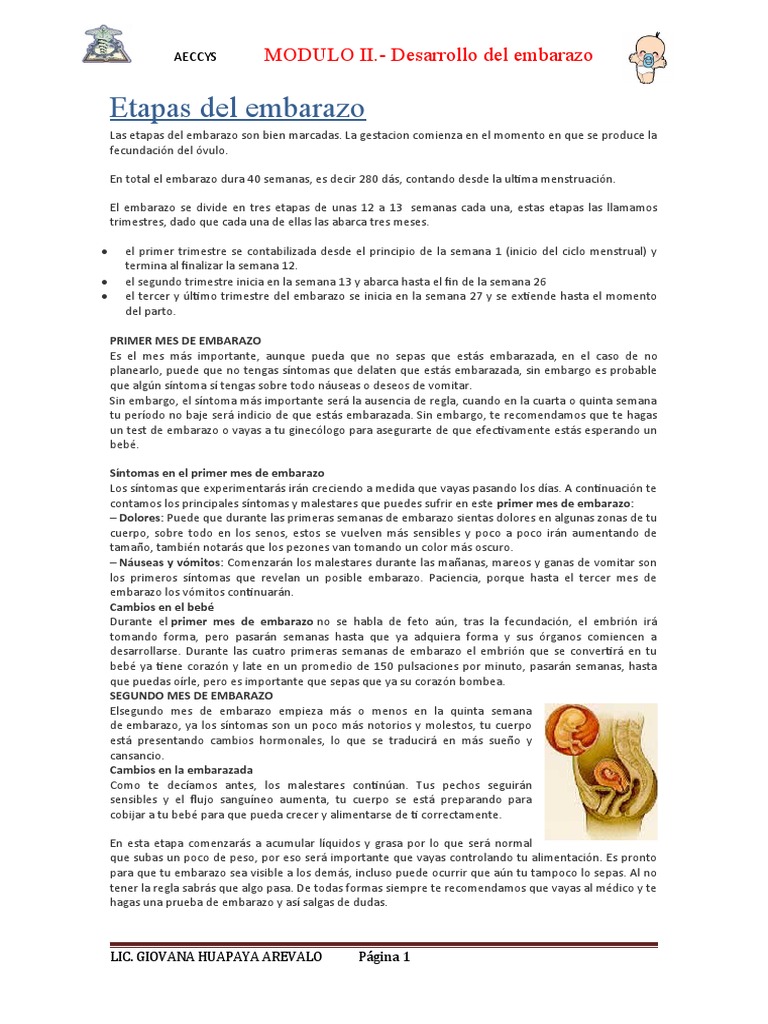 Etapas Del Embarazo | Descargar gratis PDF | El embarazo | Parto