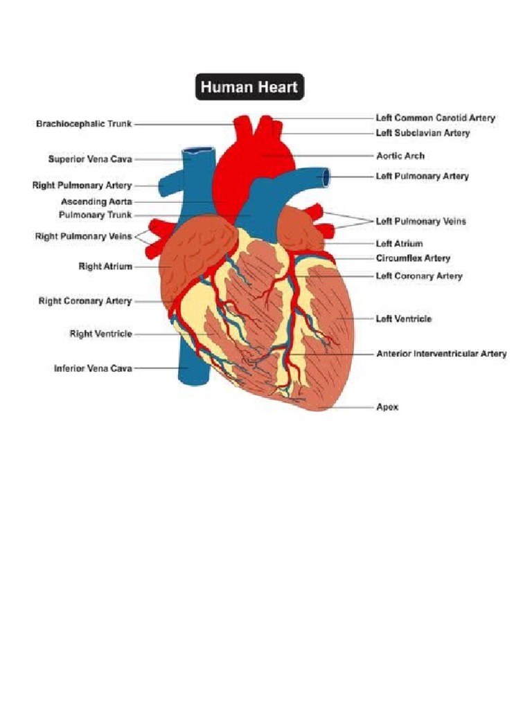 Heart Diagram Notes | PDF