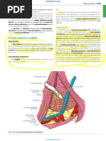 Anatomía de La Orofaringe | PDF | Cabeza y cuello humanos | Órgano ...