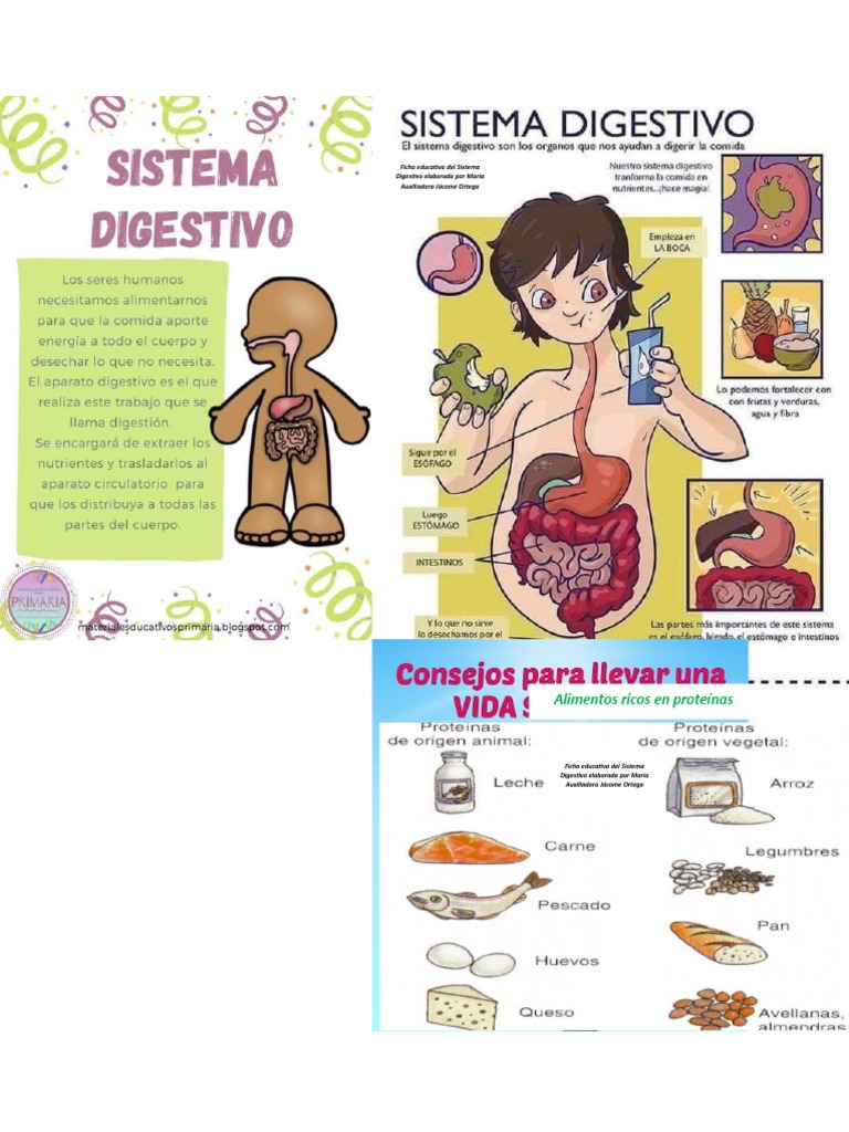 Ficha Educativa Sistema Digestivo | PDF