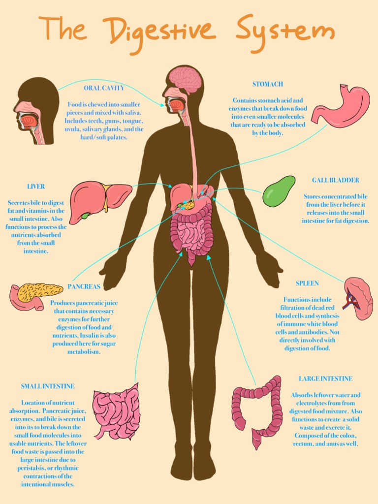 Digestive System and Functions Poster | PDF