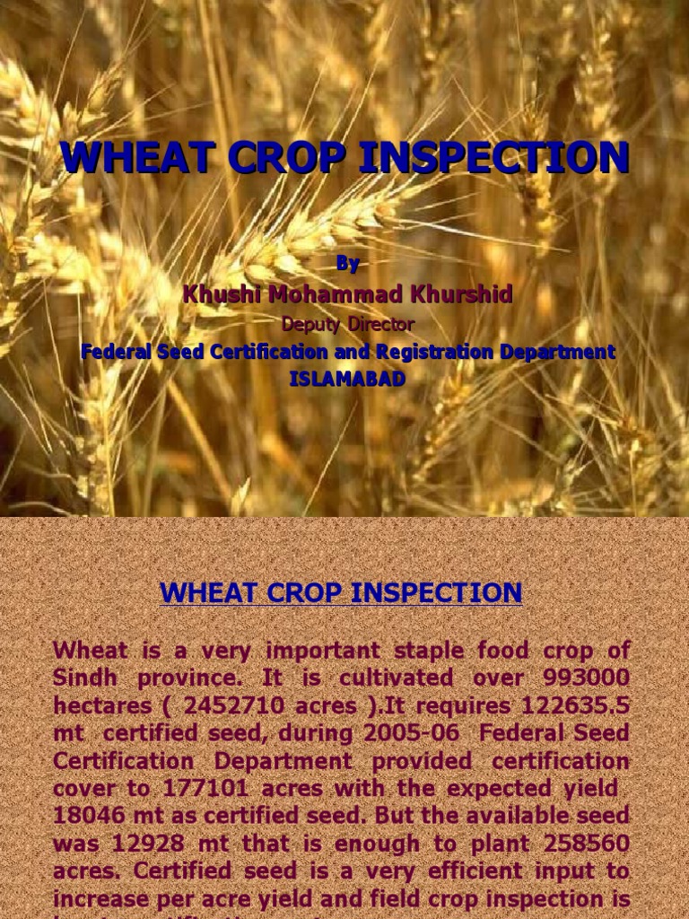 Wheat Crop Inspection | PDF | Wheat | Sampling (Statistics)