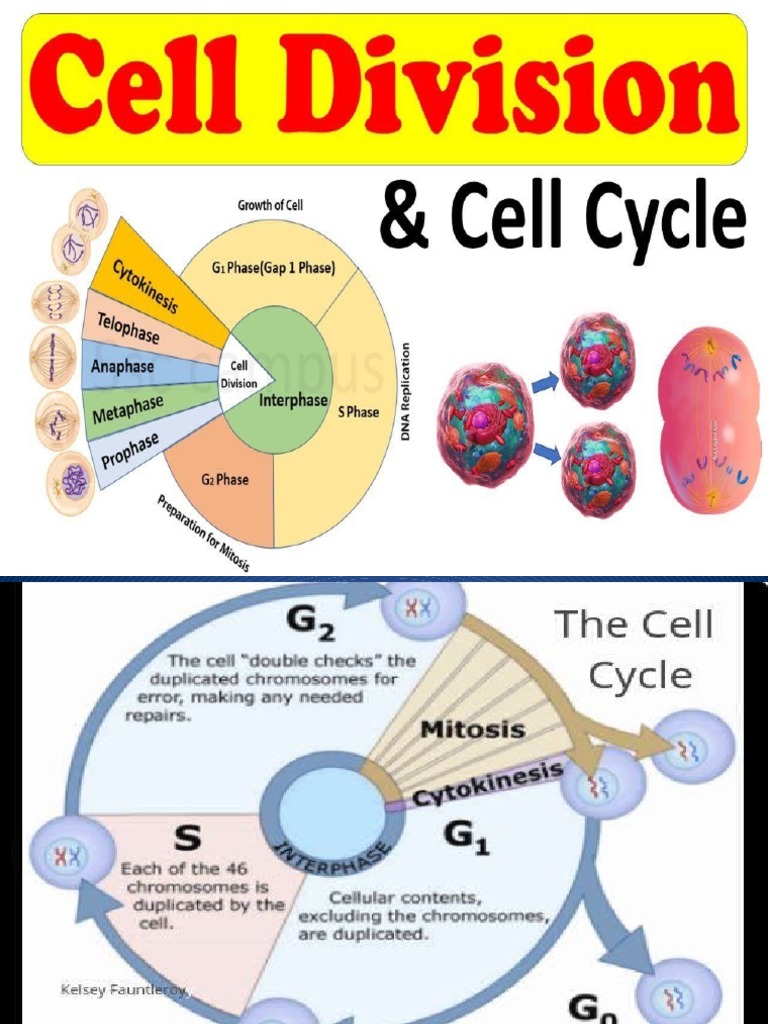 Cell Cycle | PDF | Meiosis | Mitosis