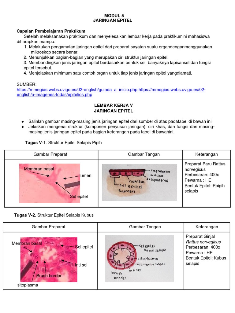 Jaringan Epitel | PDF